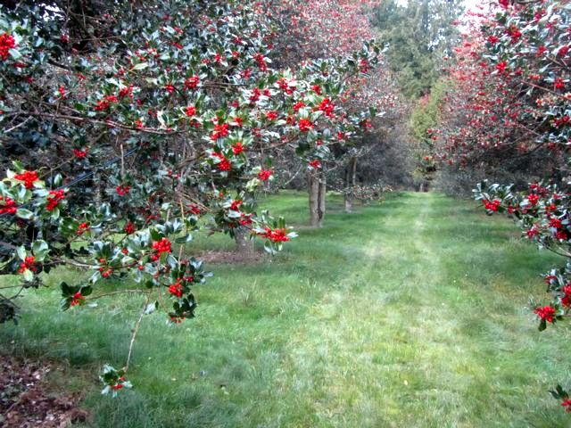 Fresh Cut Holly – Sunnyside Holly Farm